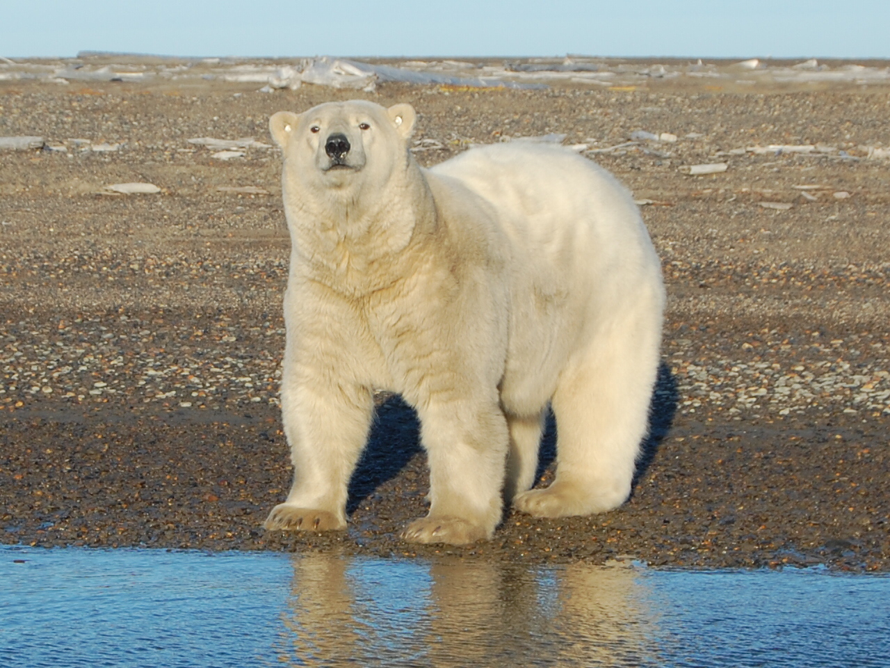 Polar Bear Expeditions
